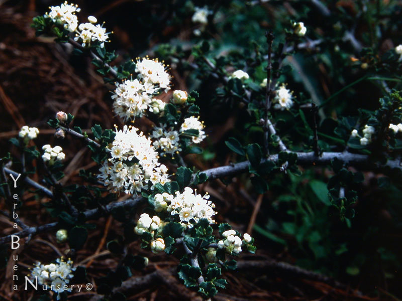 Ceanothus cuneatus rigidus var. 'Snowball' - Wild Lilac
