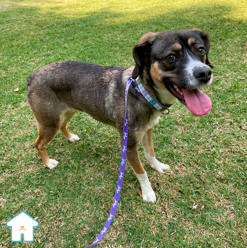 Amy | Perro en adopción | Casa Heim | Ciudad de México