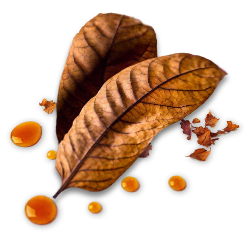 Caramel Leaves TC (MB) | TasteNest