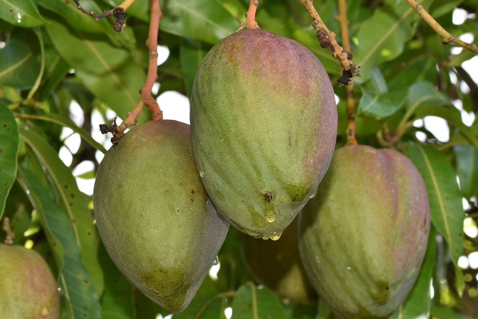 Dwarf Mango Trees | Condo Mango Trees | Happy Groves