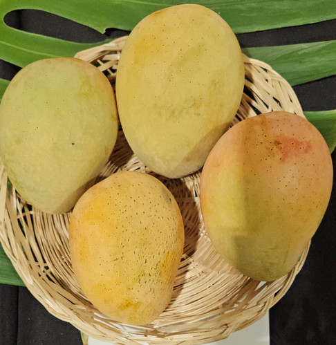 Cac Mango | Happy Groves