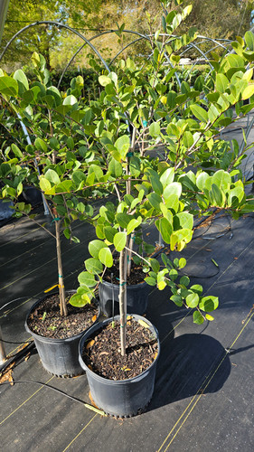 Cocoplum tree (Chrysobalanus icaco) | Happy Groves