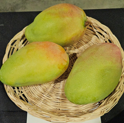 Rosigold Mango | Happy Groves