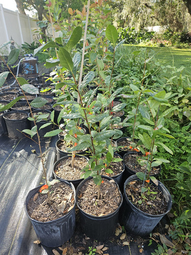 Small Leaf Tea Plant (Camellia sinensis) | Happy Groves