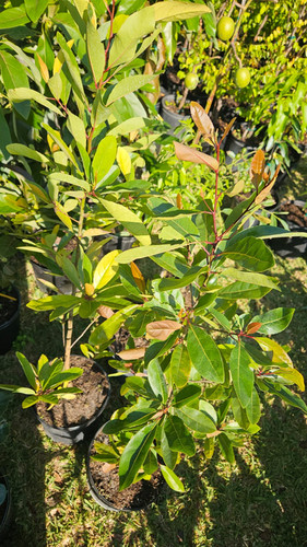 Chinese Olive / White Olive (Canarium album) | Happy Groves