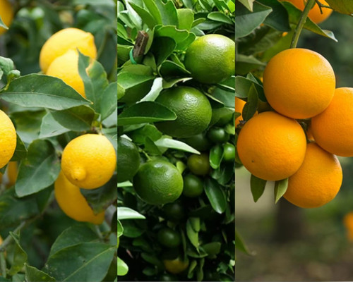 3in1 - Myer/ Persian/Valencia (Citrus Medley) | Happy Groves