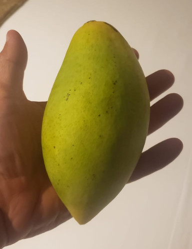 Nam Doc Mai Mango | Happy Groves