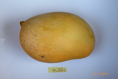 Mallika Mango | Happy Groves