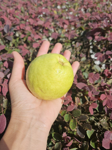 Kilo Guava (White) | Happy Groves