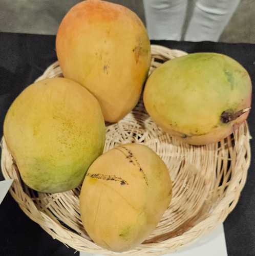 Dot Mango | Happy Groves