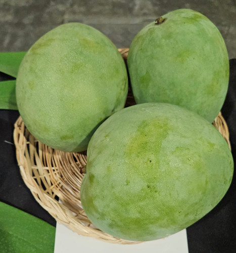 Harvest Moon Mango | Happy Groves