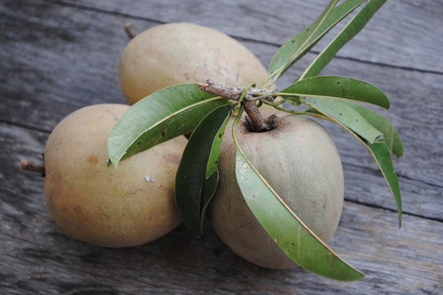 Morena Sapodilla (Níspero) | Happy Groves