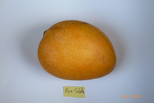 Pina Colada Mango | Happy Groves