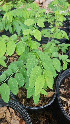 Katuk / Sweet leaf (Sauropus androgynus) | Happy Groves