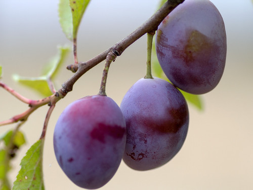 Gulf Beauty Plum | Happy Groves