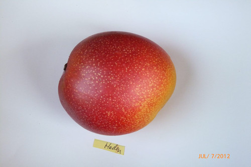 Haden Mango | Happy Groves
