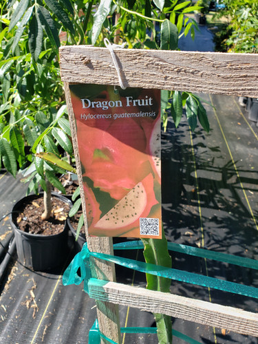 Edgards Baby - Dragon Fruit | Happy Groves
