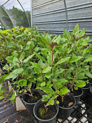 Okinawa Spinach | Happy Groves