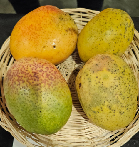 Juliette Mango | Happy Groves