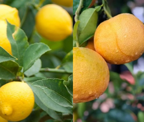 2in1 - Meyer/Ray Ruby (Citrus Medley) | Happy Groves