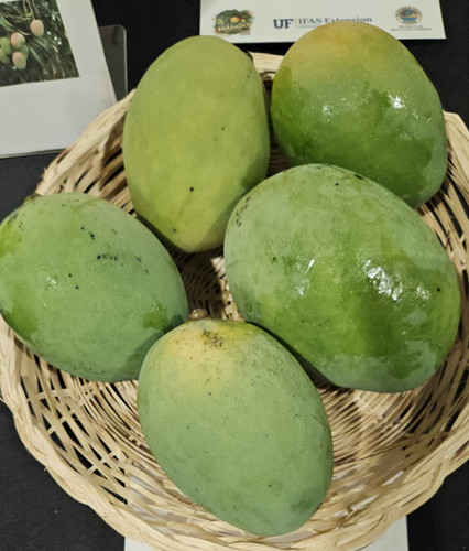 Carrie Mango | Happy Groves