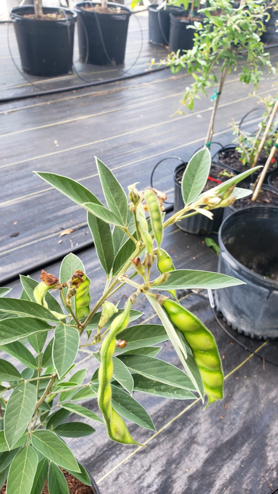 Pigeon Pea (Cajanus cajan) | Happy Groves