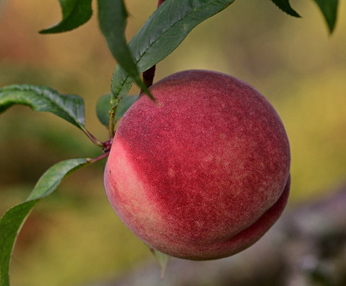 Tropic Beauty Peach | Happy Groves