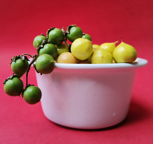 Nance (Byrsonima crassifolia) | Happy Groves