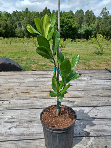 Mammee Apple (Mammea americana) | Happy Groves
