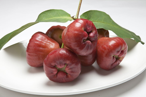 Wax Jambu (Java Apple) - Red | Happy Groves