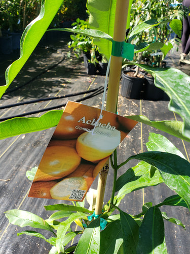 Achacha (Garcinia humilis) | Happy Groves