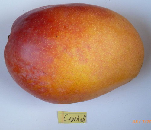 Cogshall Mango | Happy Groves