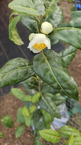 Small Leaf Tea Plant (Camellia sinensis var. sinensis) | Happy Groves