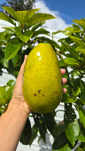 Doni (Donnie) Avocado | Happy Groves