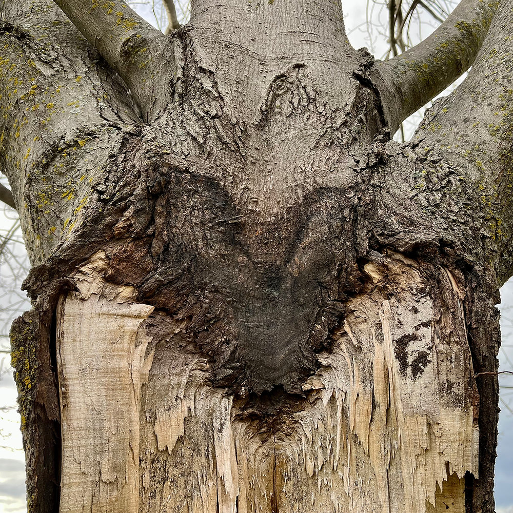 TREE with a BROKEN HEART