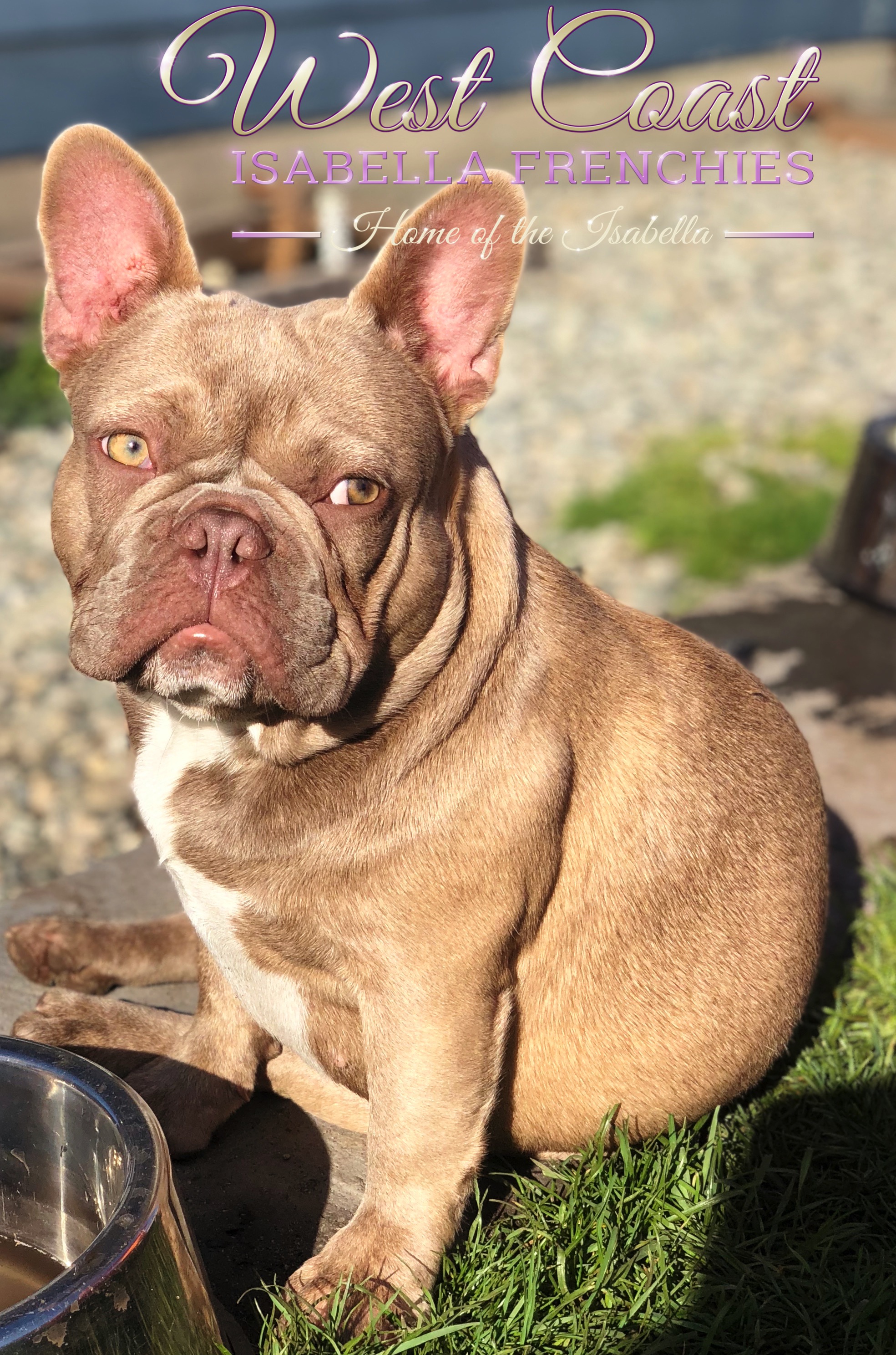 GALLERY | Isabellafrenchies