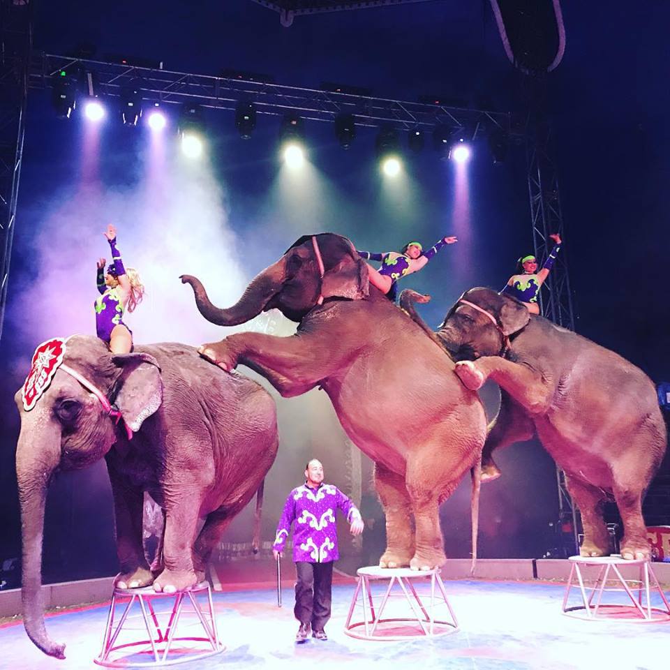 Circus Photos | Circussaurus