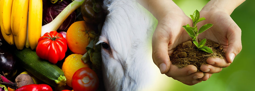 Educated Choices Program