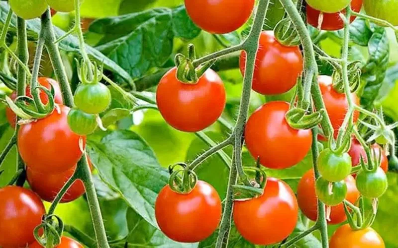 Growing Cherry Tomatoes: A Complete Guide to Successful Cultivation