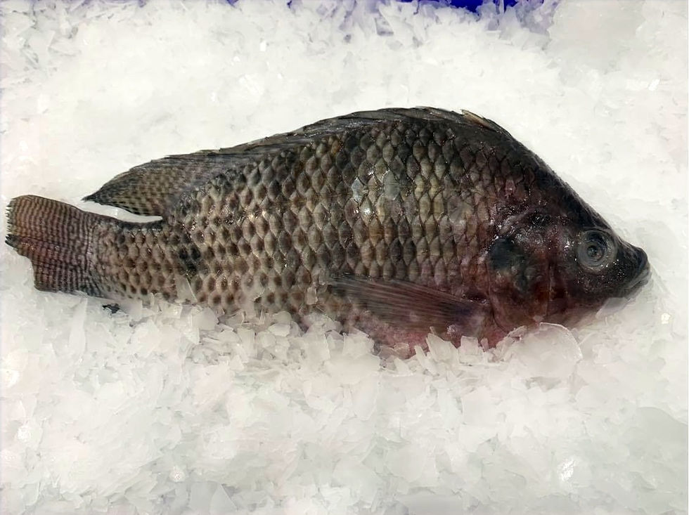 Shop | Shellharbour Square Fish Market