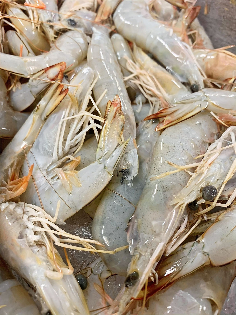 Shop | Shellharbour Square Fish Market