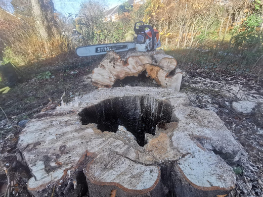 Home | J. M Tree services