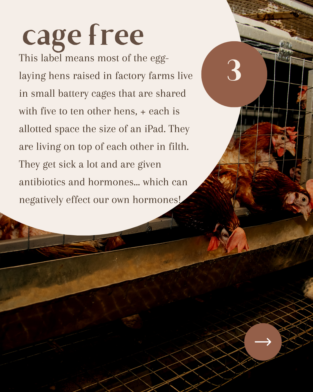 How to Decode Egg Labels