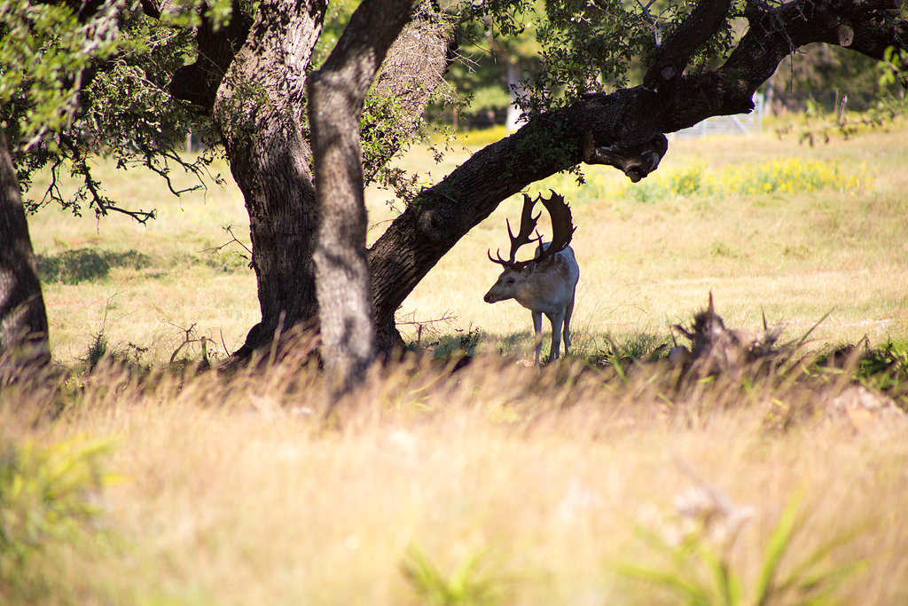 hiddenriverranchtx | The Ranch