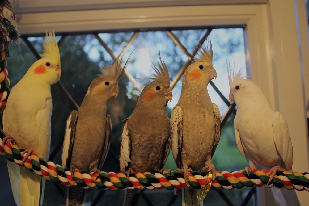 Types of Cockatiels