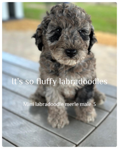 mini labradoodle merle male 3 | It S So Fluffy Labra