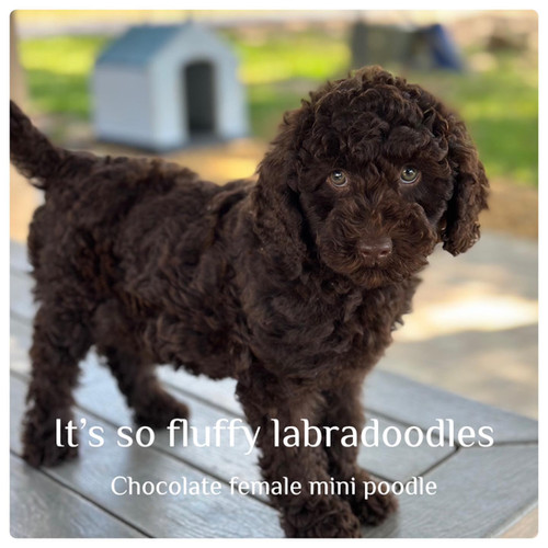chocolate female mini poodle | It S So Fluffy Labra