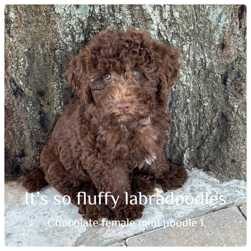 chocolate female mini poodle 1 | It S So Fluffy Labra