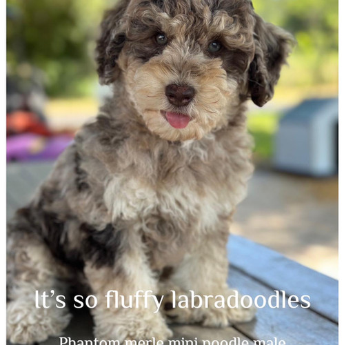 Phantom merle mini poodle male | It S So Fluffy Labra