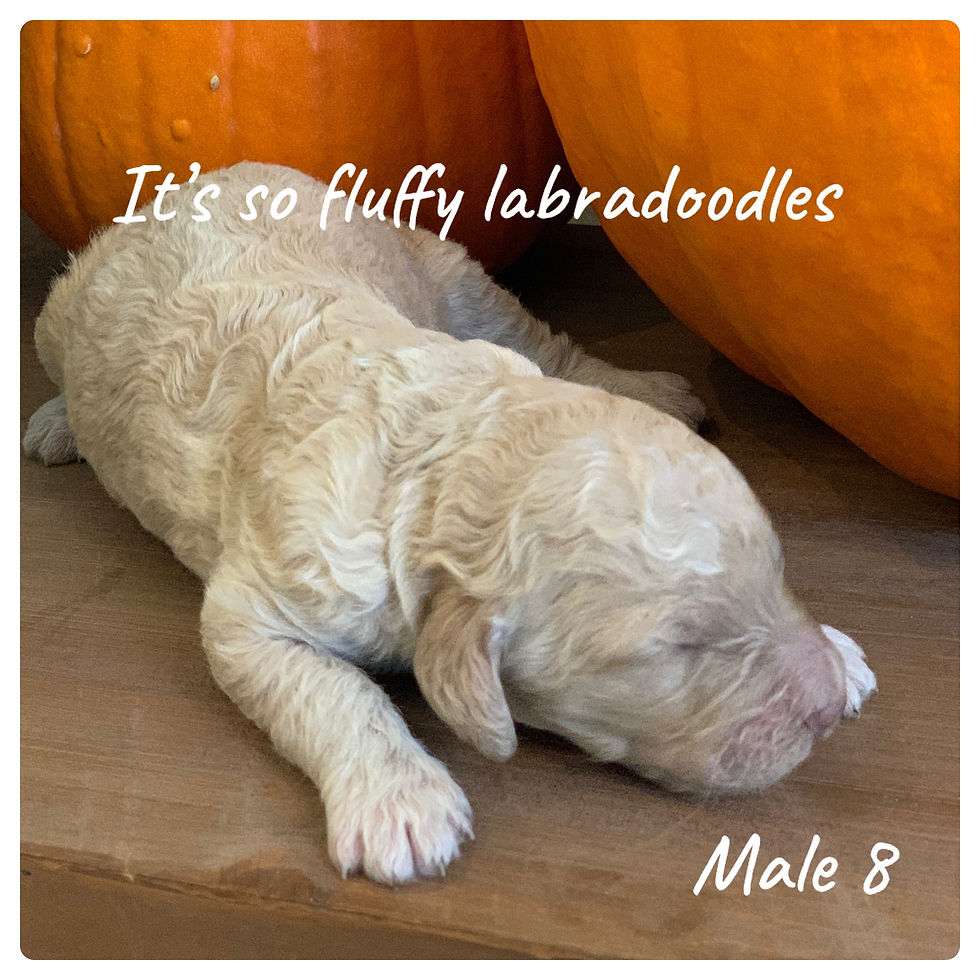 Home | It S So Fluffy Labra